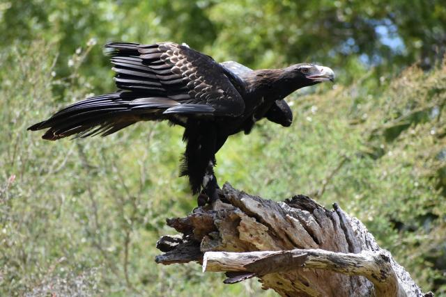 Giant raptor discovered in the Flinders Ranges was Australia’s largest ...