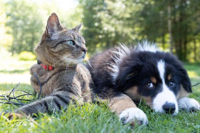 Talking about cats, dogs | The Recorder