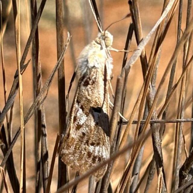 Be on lookout for endangered moth | The Recorder