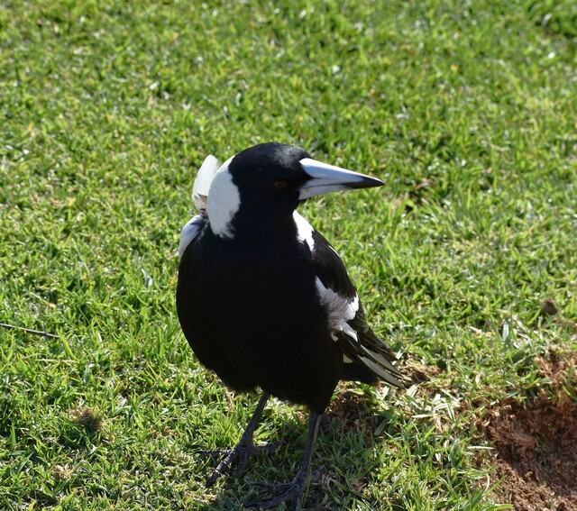 Swooping season is upon us | The Recorder
